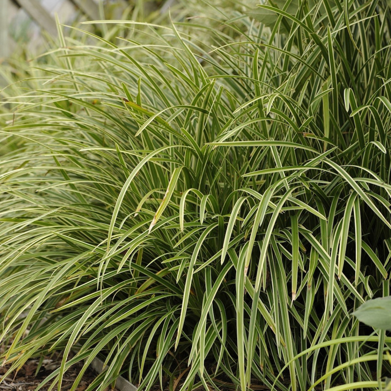 Bunte Japansegge Gras Carex Morrowii Variegata Ziergras