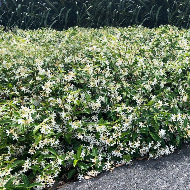 Trachelospermum jasminoides